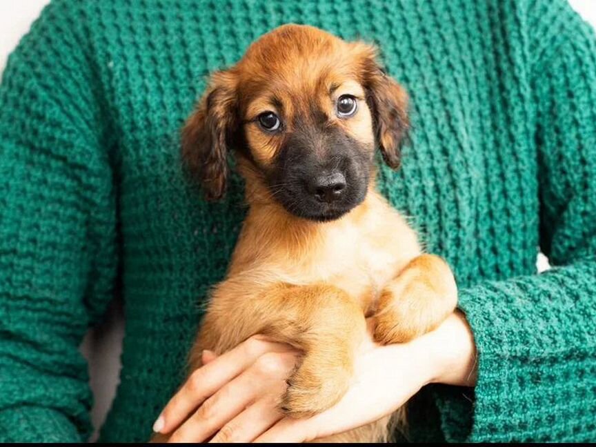 Милые щеночки бесплатно