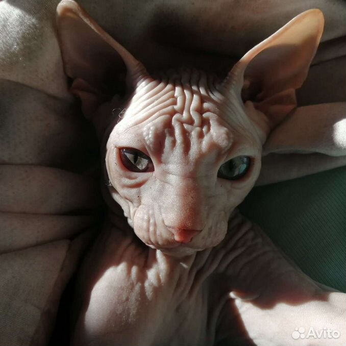 Донской сфинкс браш котята