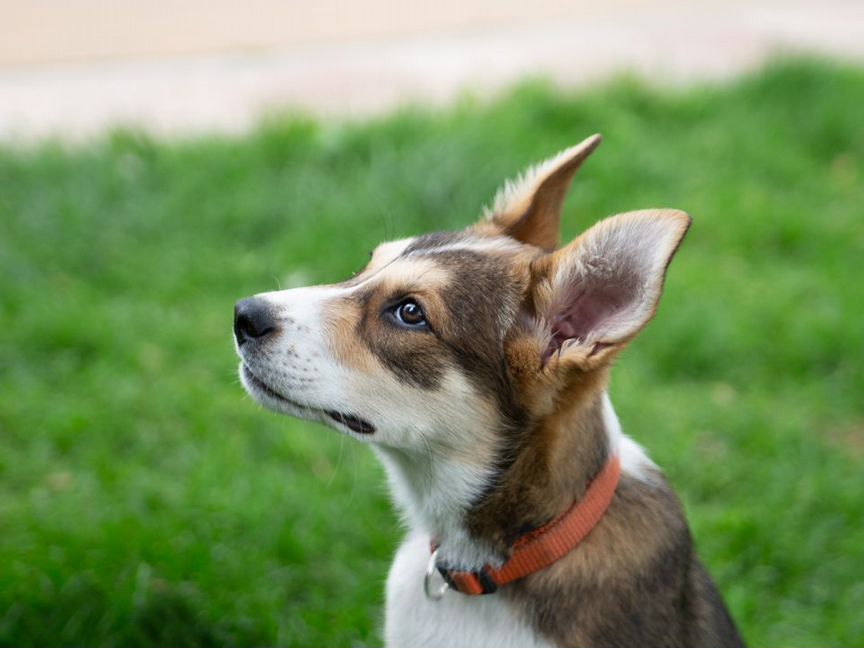 Щенок мальчик отдаётся в добрые руки бесплатно