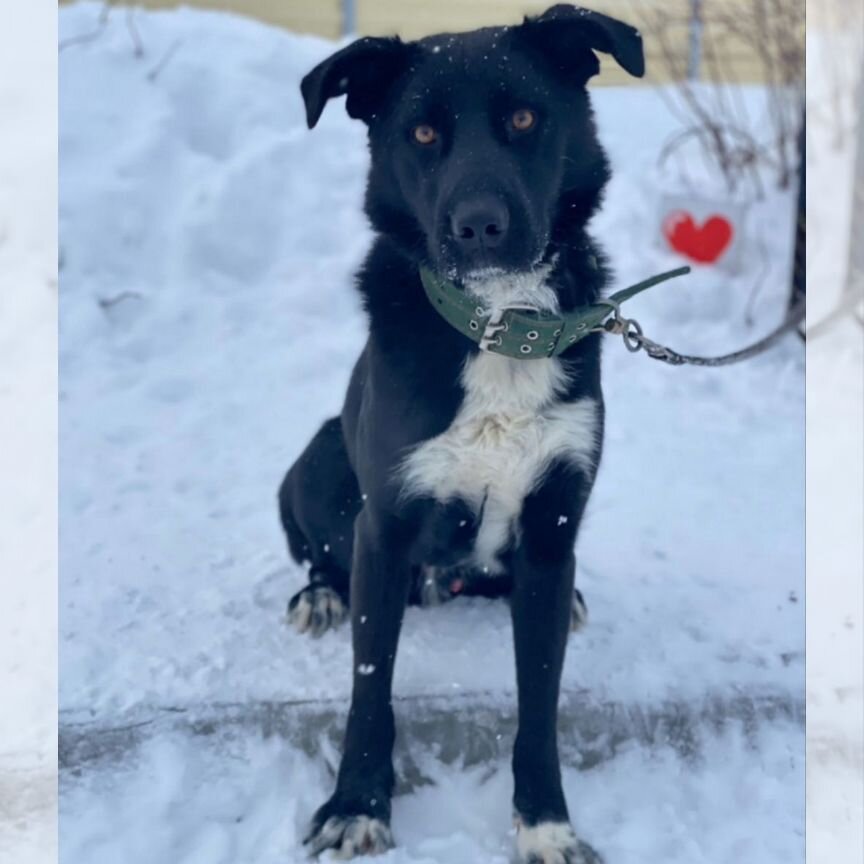 Взрослый пёс в добрые руки