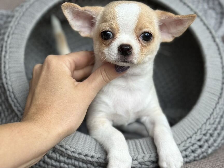 Чихуахуа мальчик