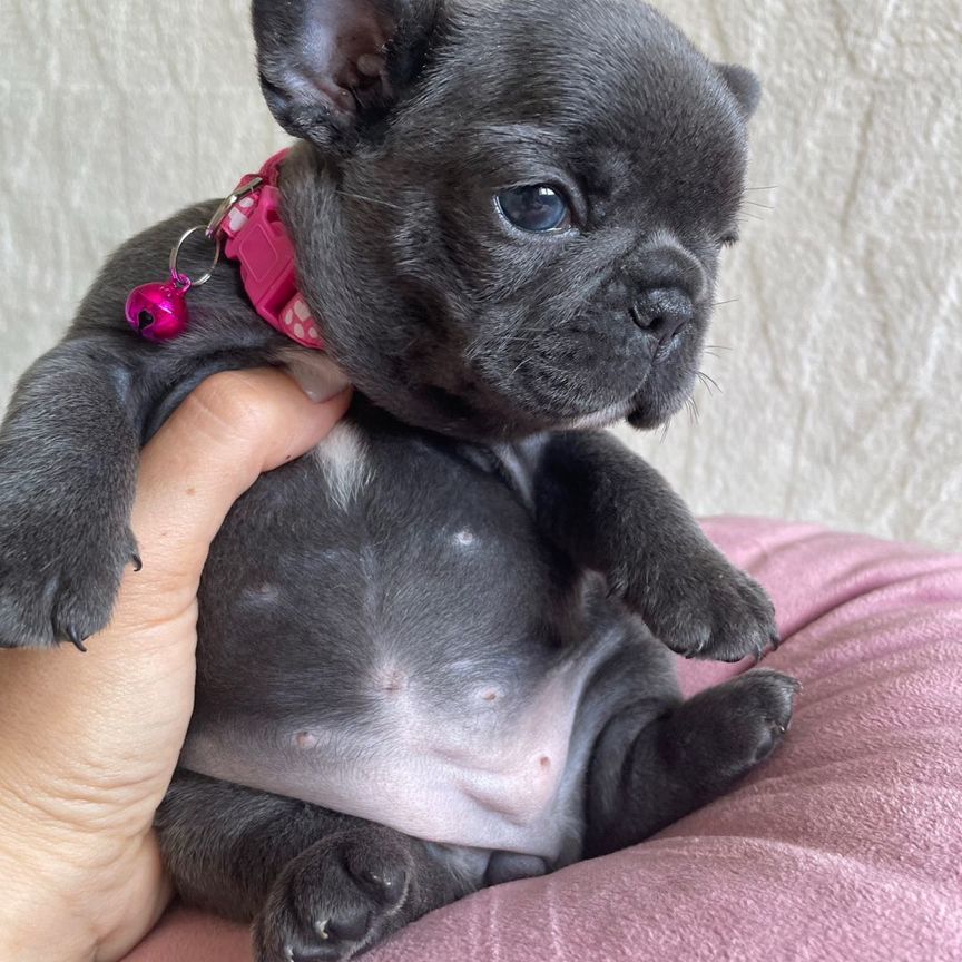 Очень миниатюрная французская будьдожка