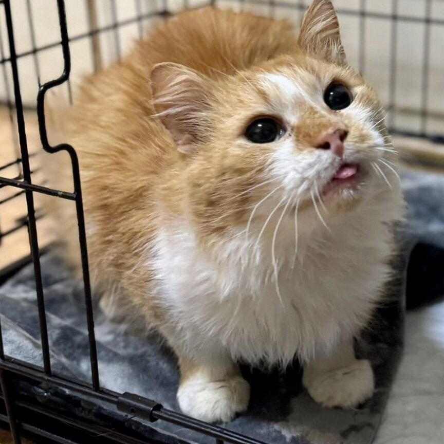 Котик с войны с тяжелой судьбой
