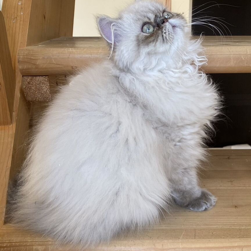 Прсидские котята