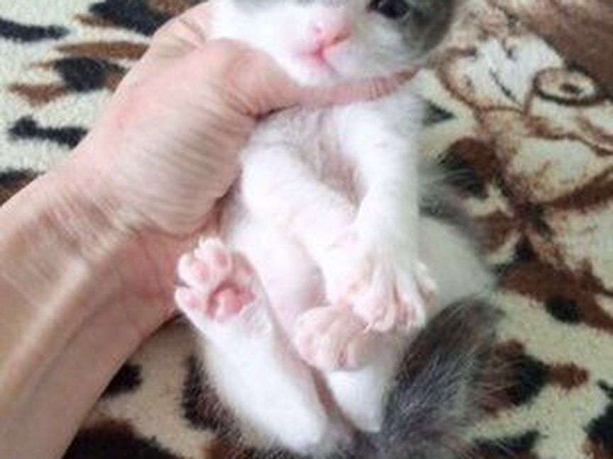 Котенок Жива