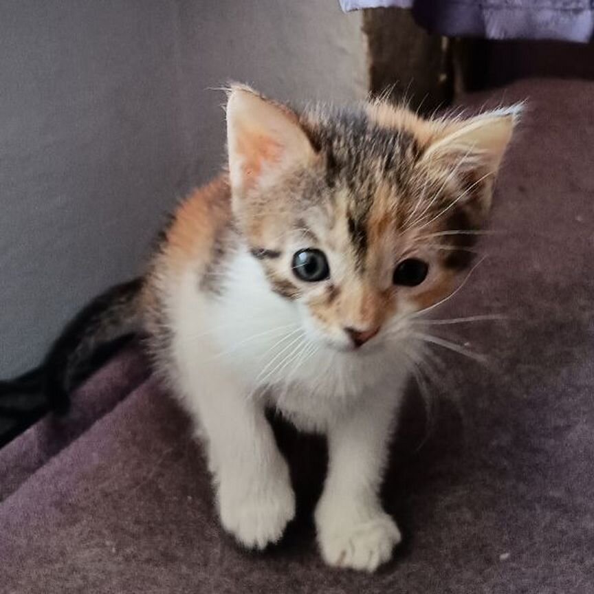 Отдаю бесплатно котят