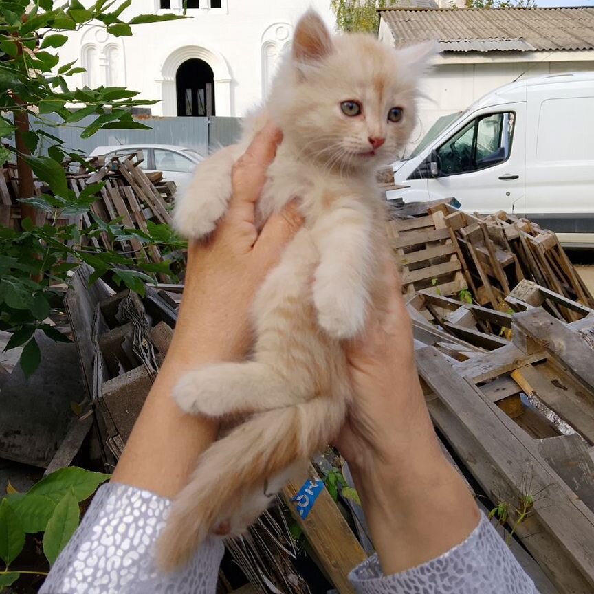 Котята в добрые руки