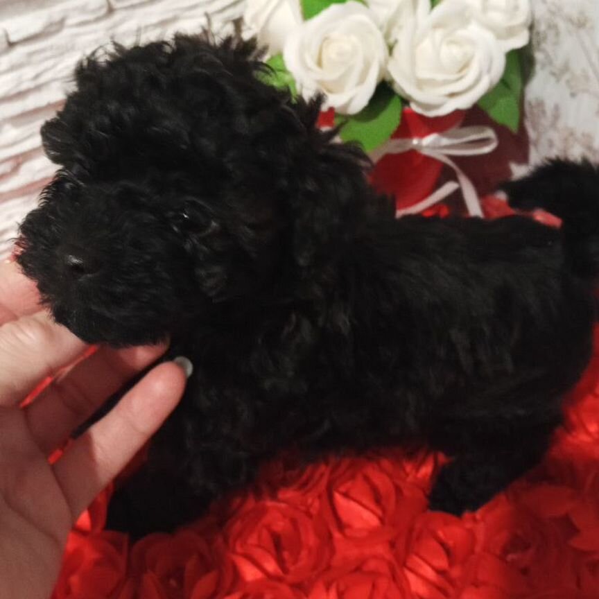 Мальтипу, щенок