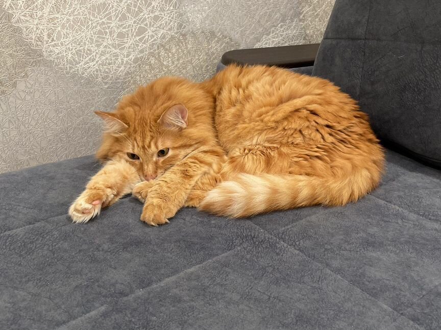 Кошка