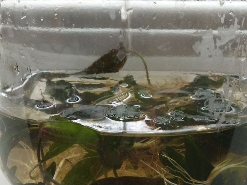 Аквариумные растения