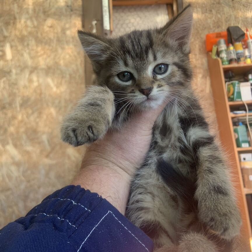 Отдам котят в хорошие руки. 1 месяц