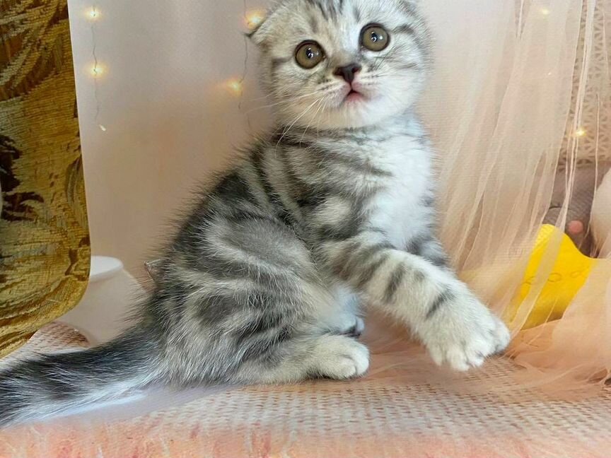 Шотландские котята