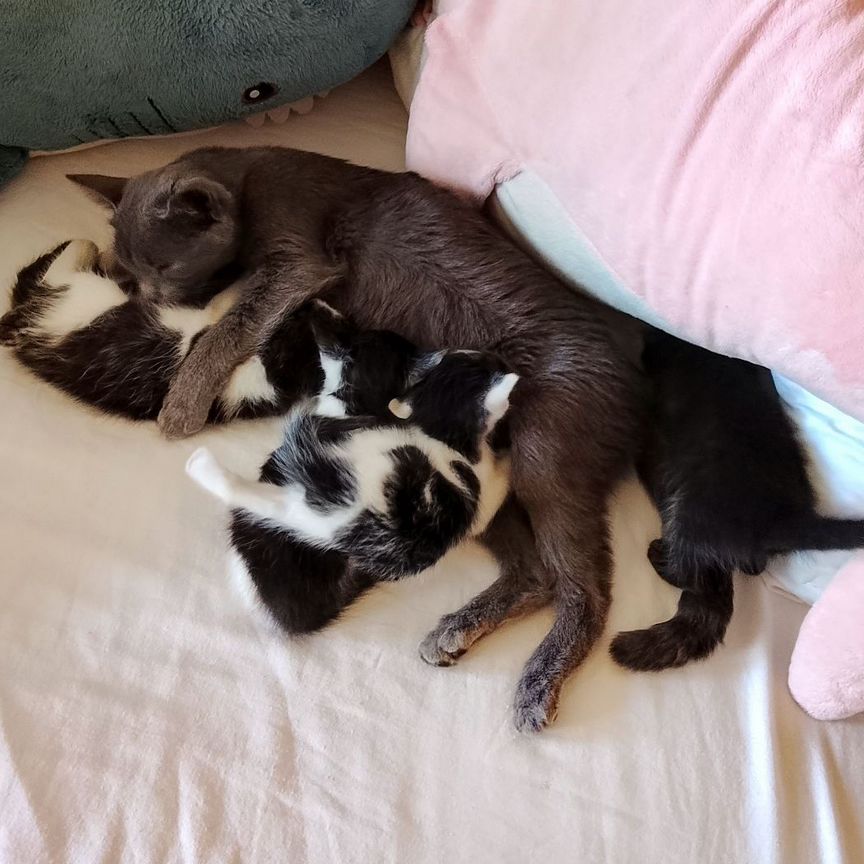 Русский голубой котёнок