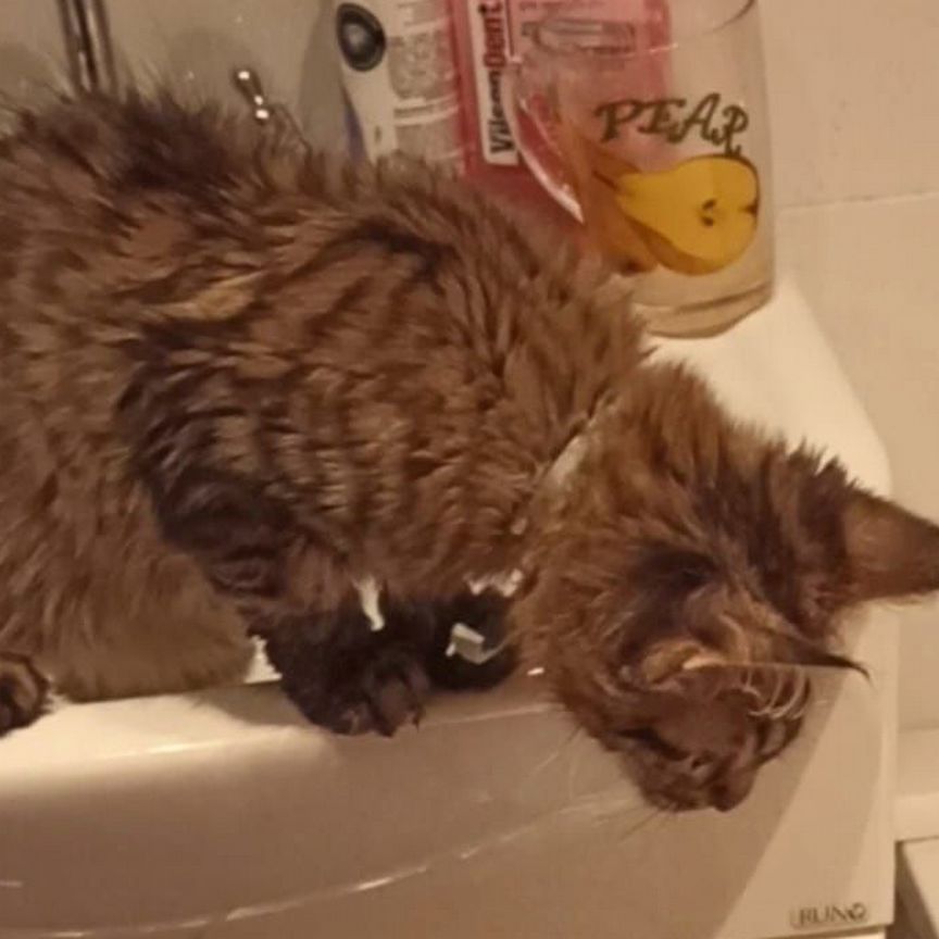 Котята мейкун
