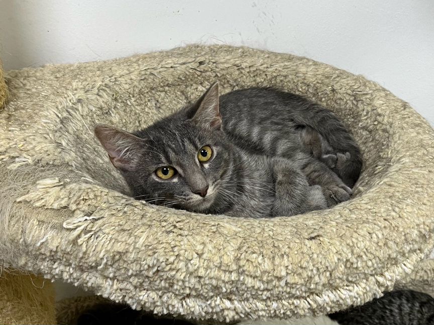 Котенок мальчик серый