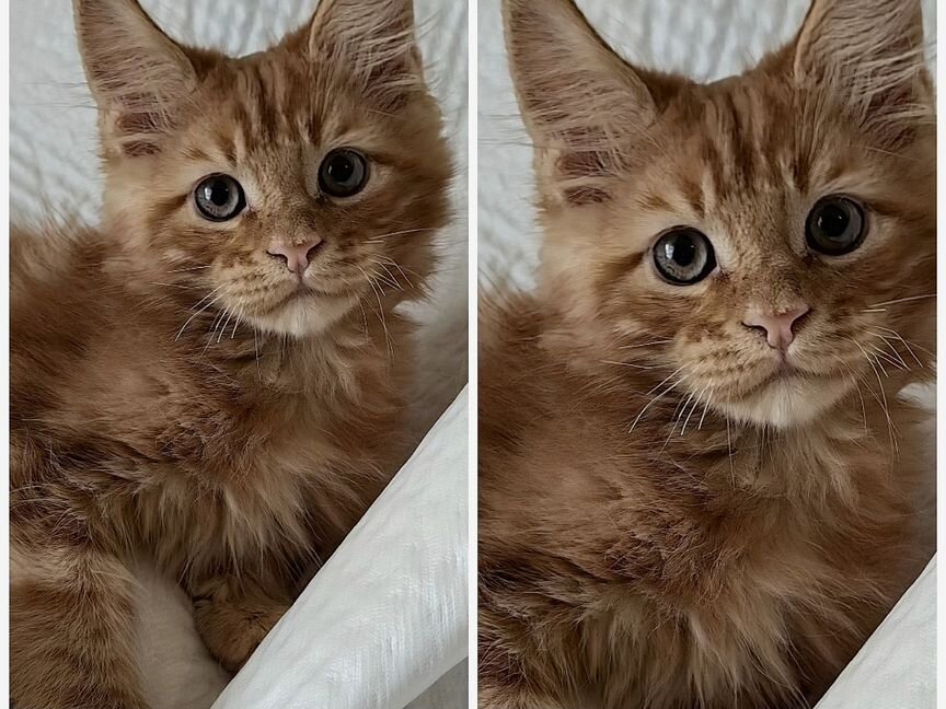 Мейн-кун солнышко