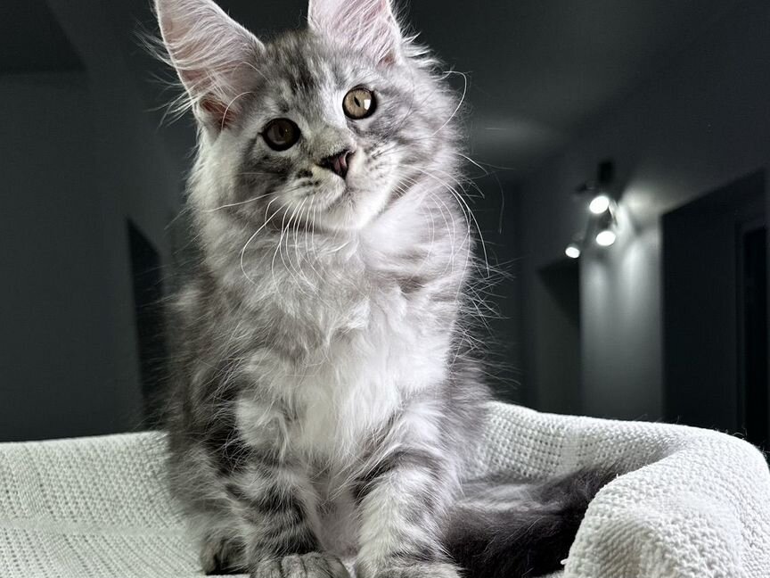 Мейн-кун котик черное серебро