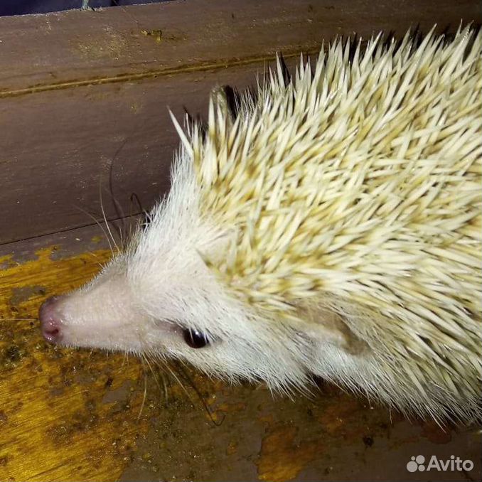 Ежик декоративный