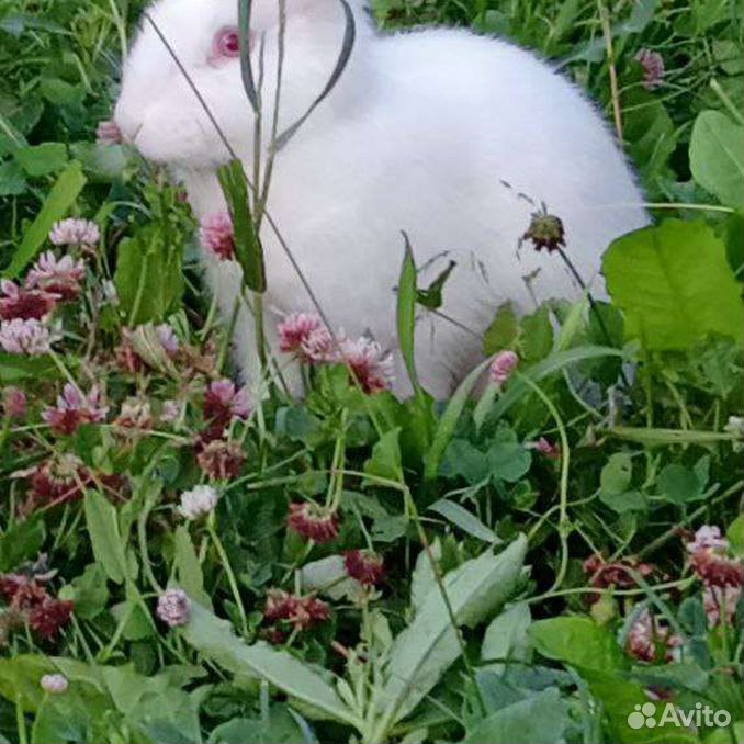 Кролики Белый паннон