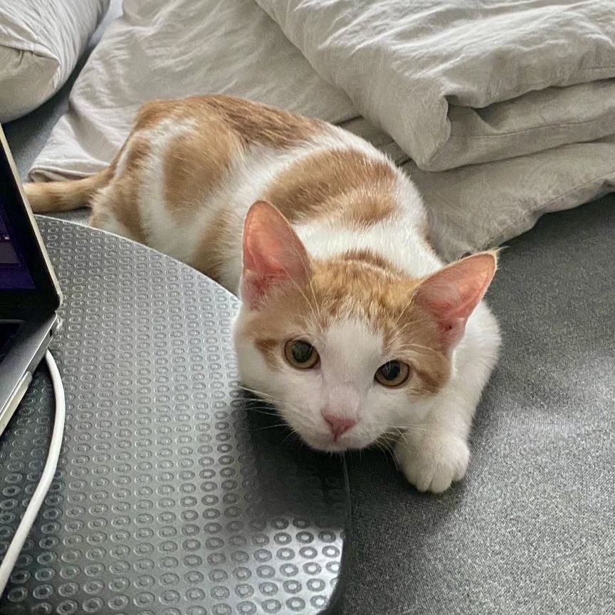Нежный котенок мальчик ищет дом