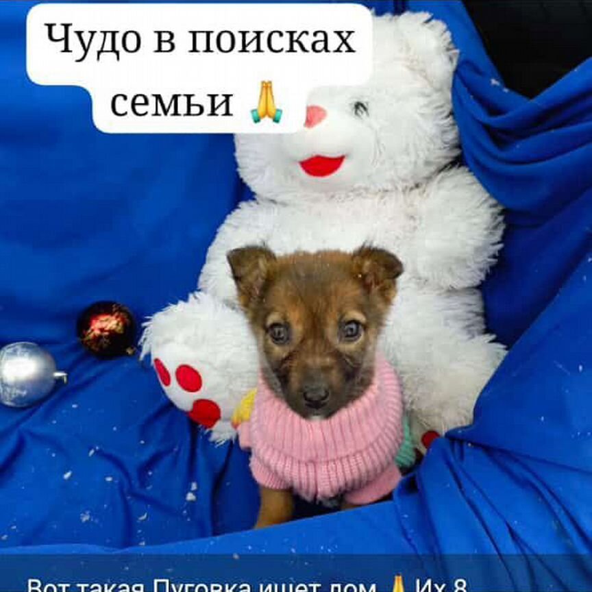 Девочка ждёт новых хозяев