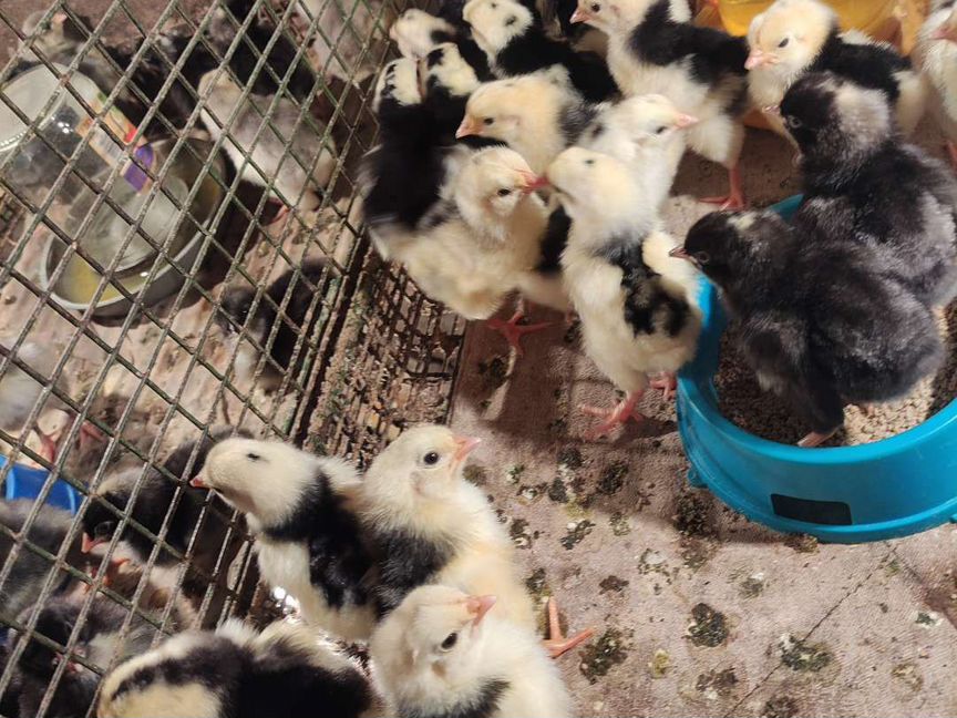 Цыплята Австролорп