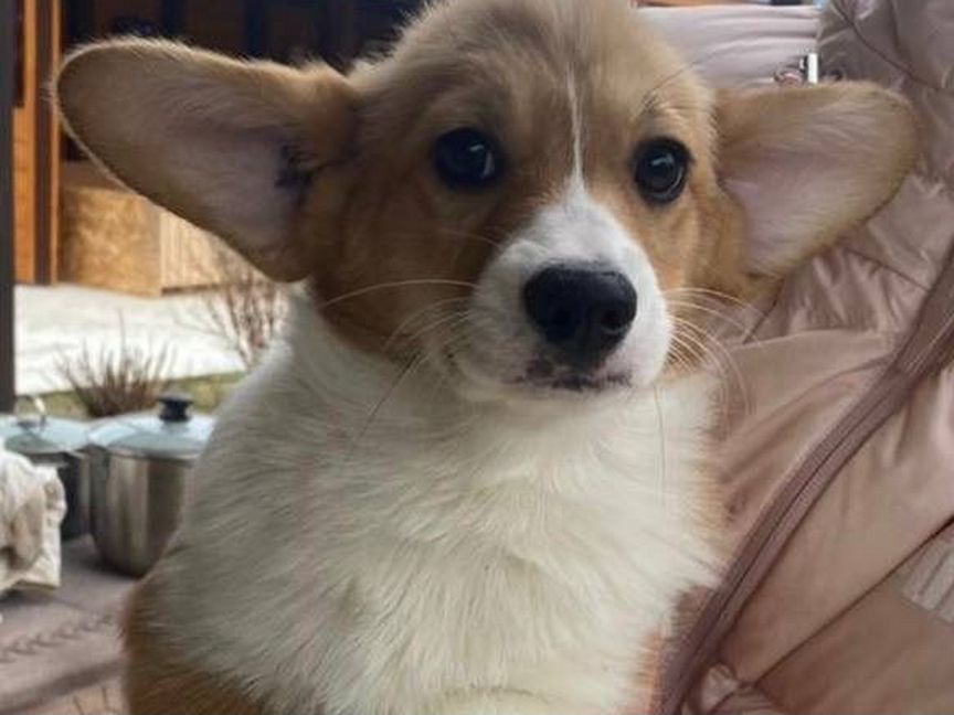 Вельш-корги щенки