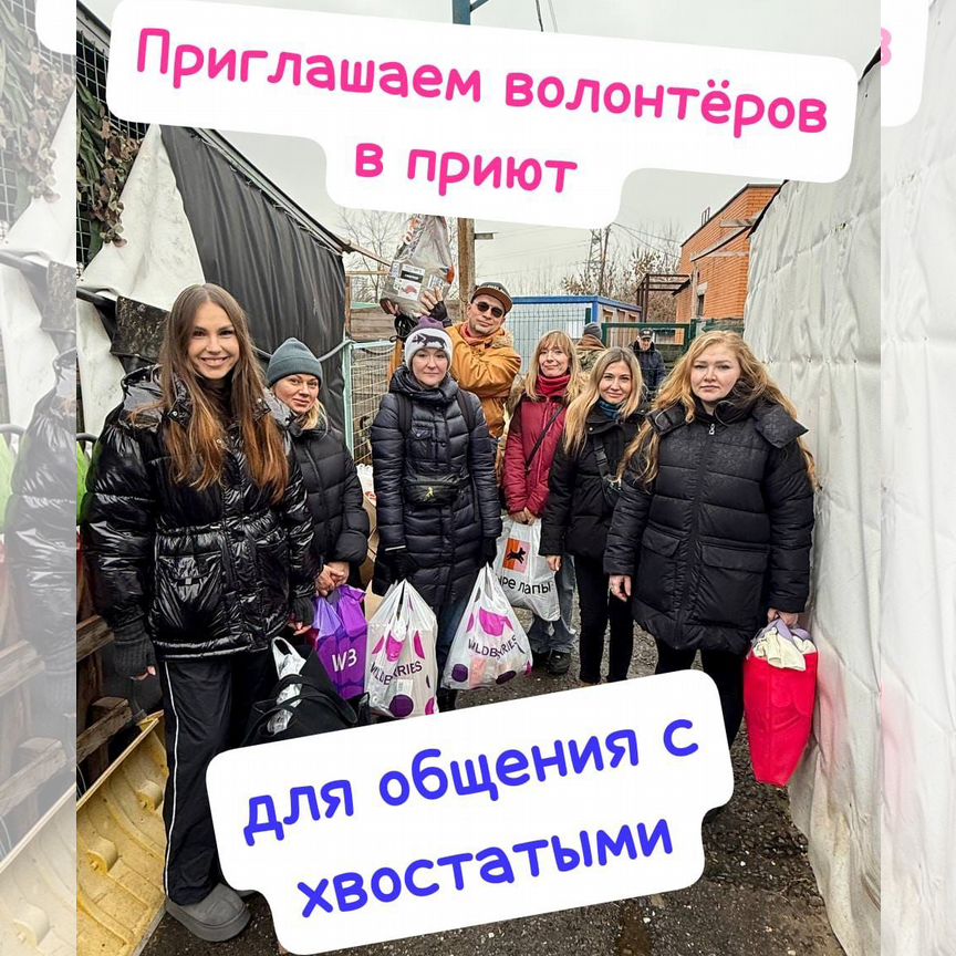 Взрослая собака в добрые руки