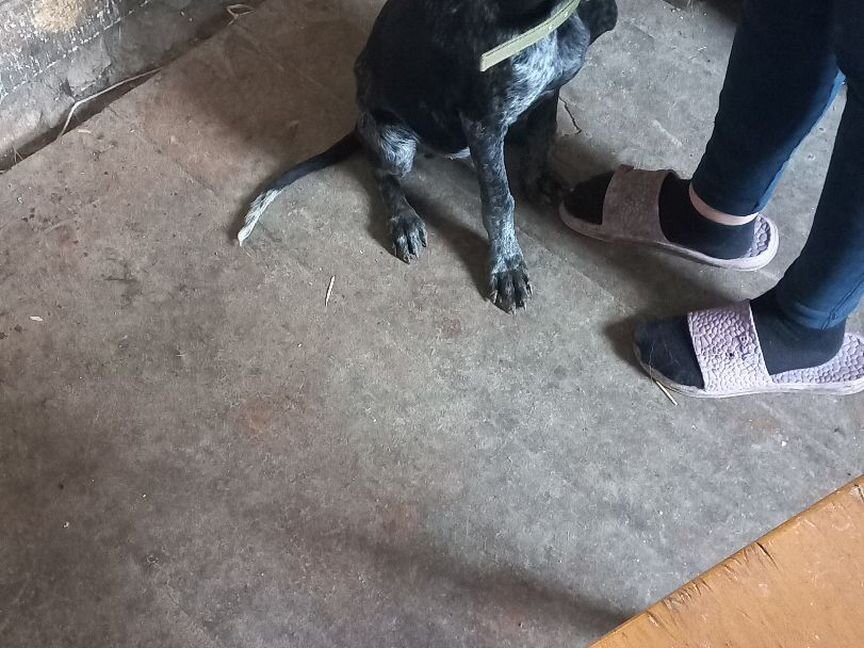 Собака нашлась, пропала