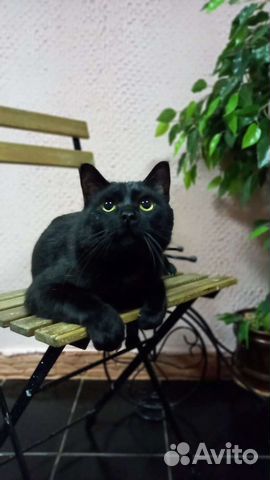 Котик Сэм