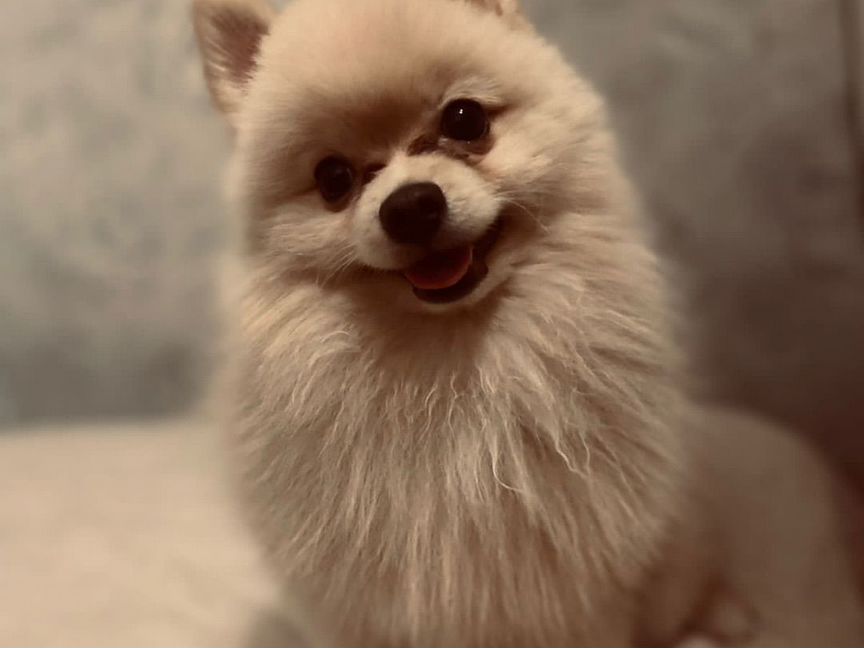 Померанский шпиц