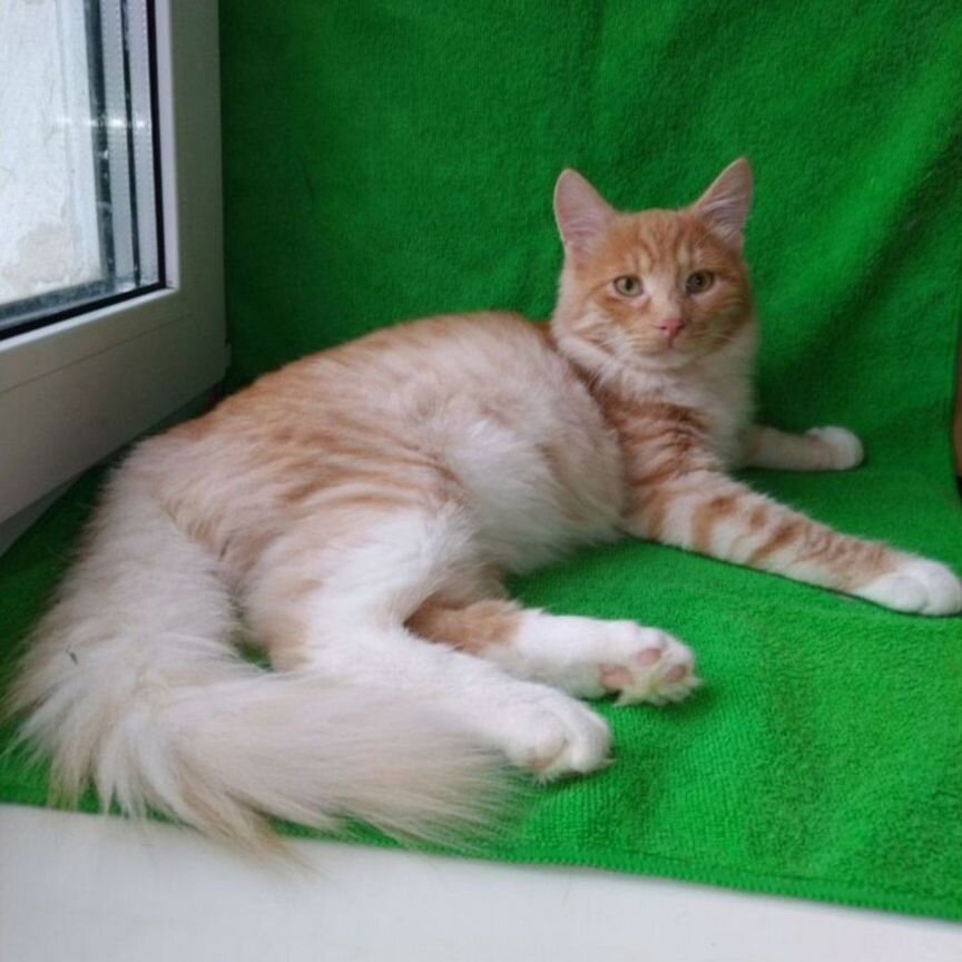 Милейший котенок Мишутка,6 мес.В добрые руки