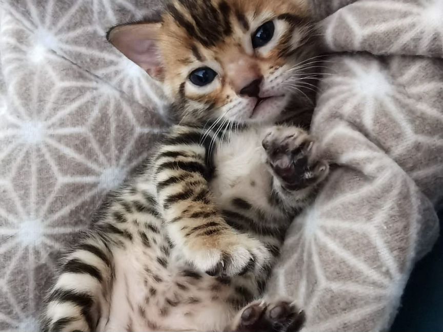 Бенгалочка