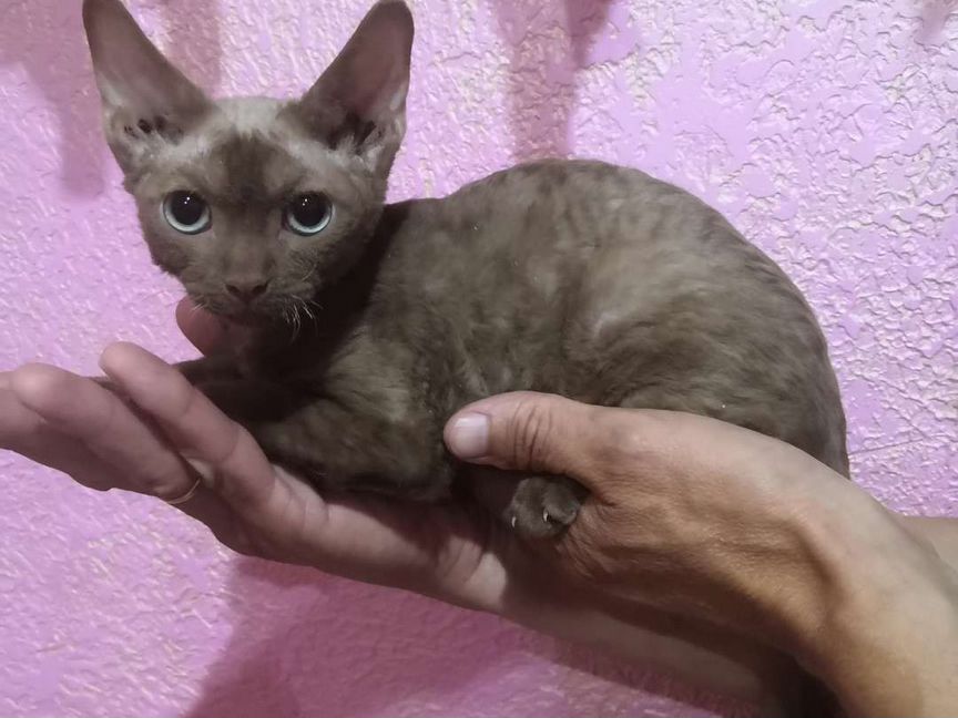 Котята девон-рекс