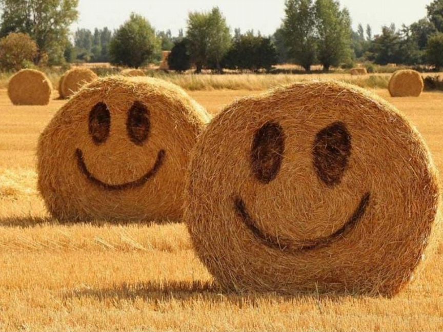 Сено в рулонах 2023 доставка