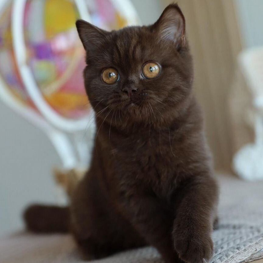 Британский короткошёрстный котёнок