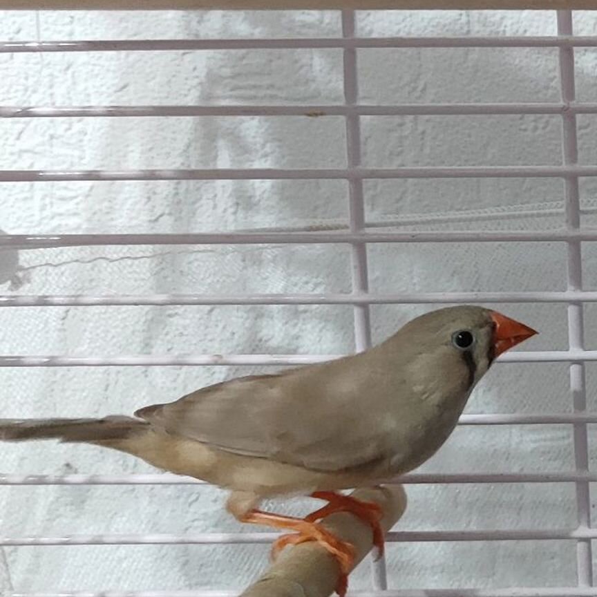 Зебровые амадины