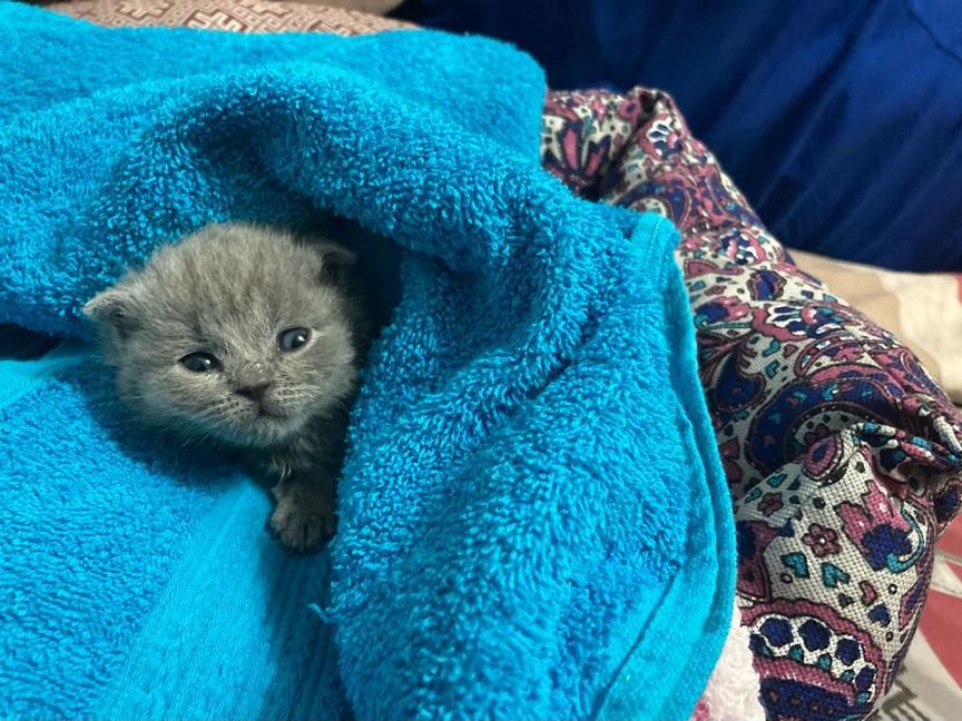 Шотландская вислоухая