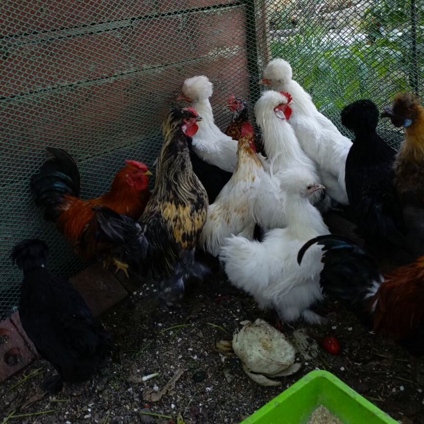 Петухи карликовые