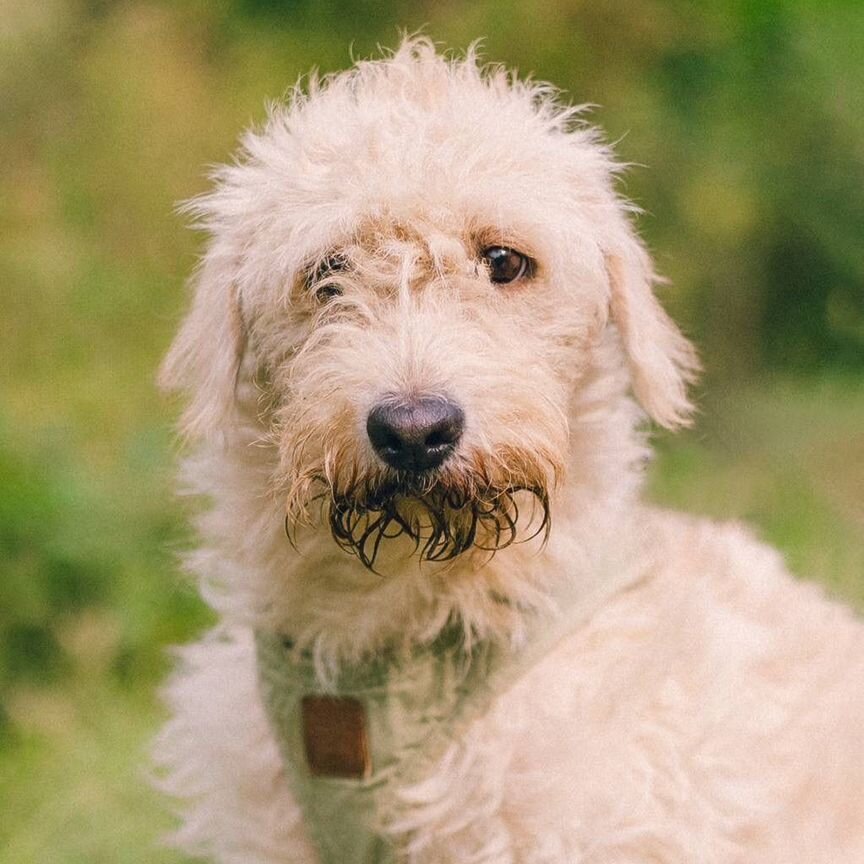 Пес Пломбир в дар мальчик