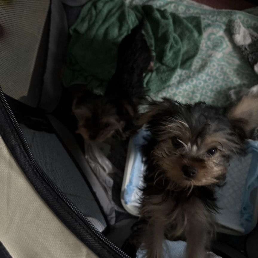 Йоркширский терьер