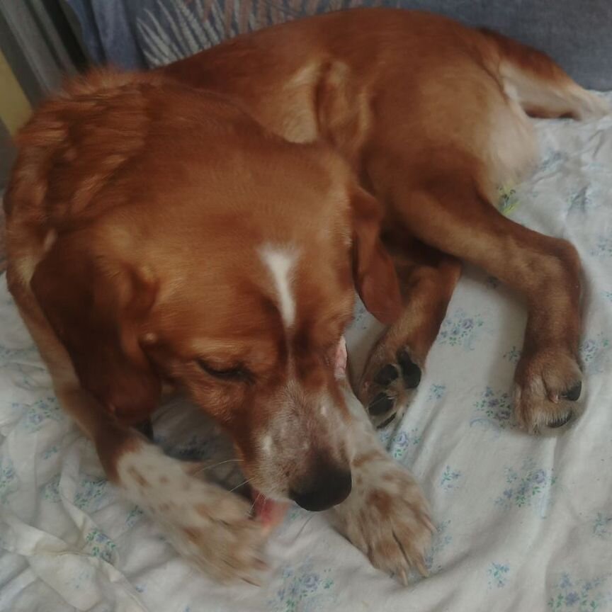 Взрослый пёс в добрые руки