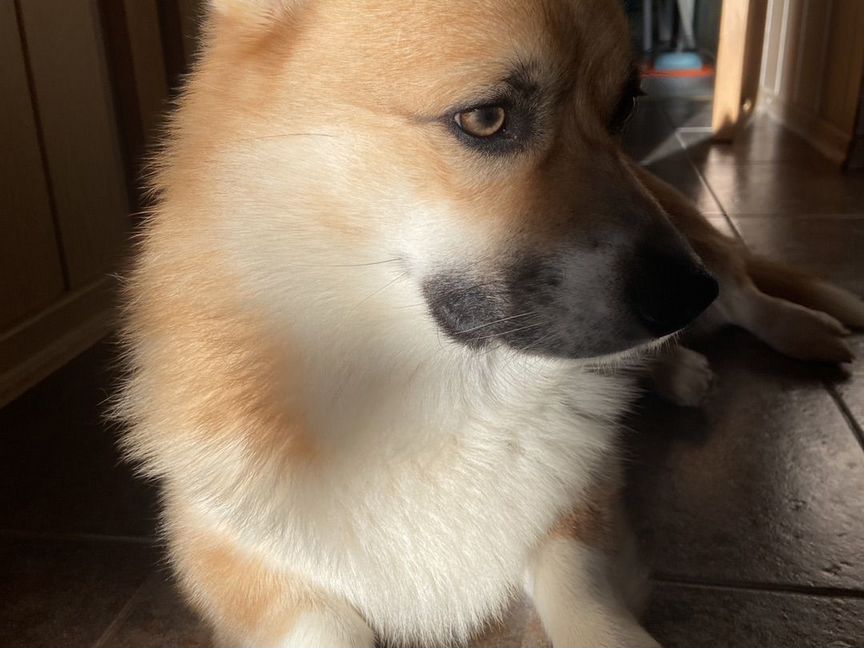 Вельш-корги