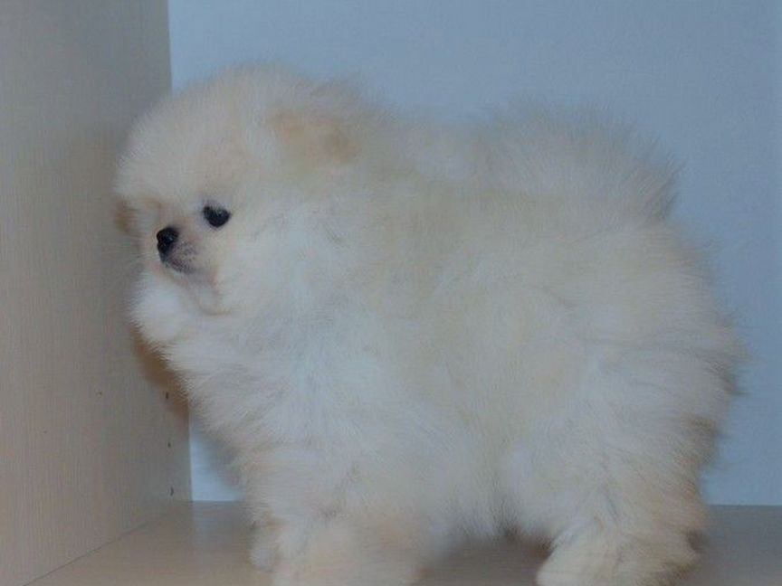 Померанский шпиц, кукольные,белые мальчики и девоч