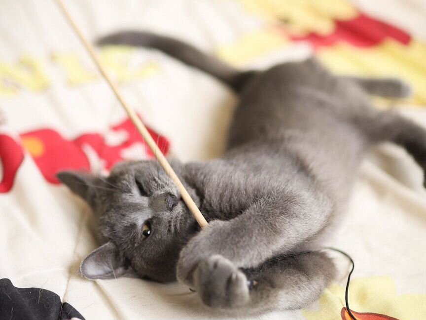 Дымчатый котенок мальчик бесплатно