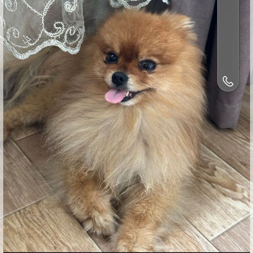 Померанский шпиц, взрослая собака