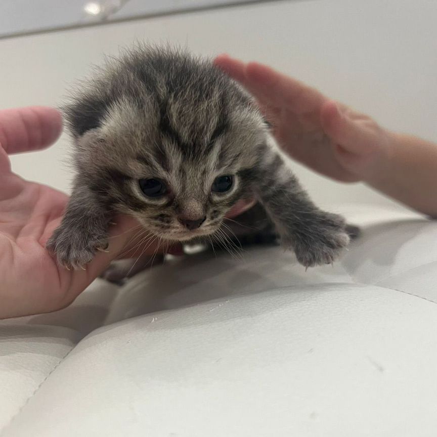 Британские вислоухие котята