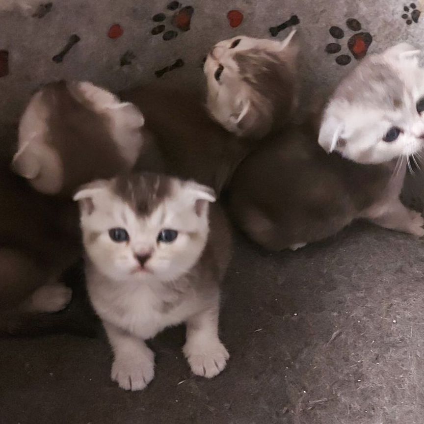 Шотландские вислоухие котята