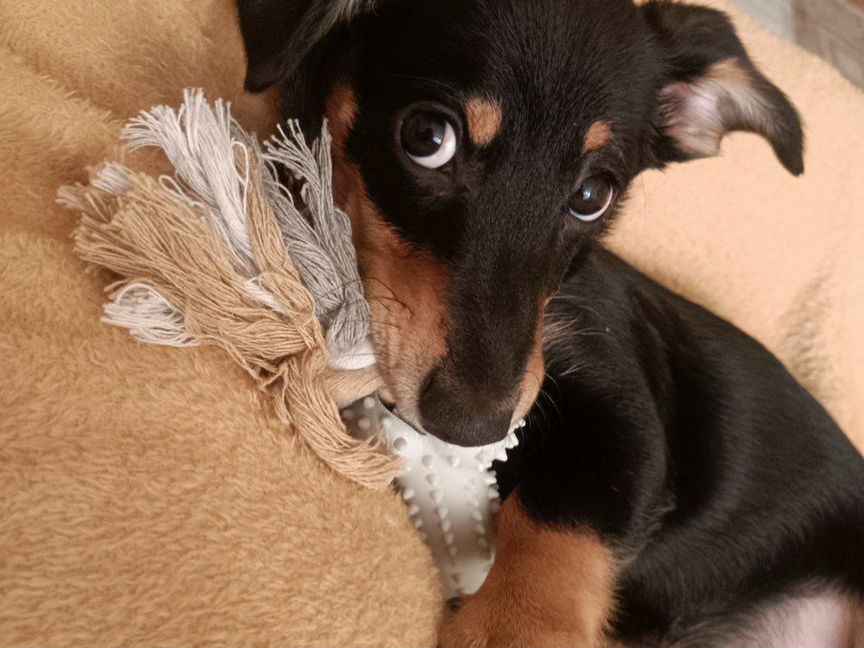 Смешанная порода таксы и Джек-Рассела