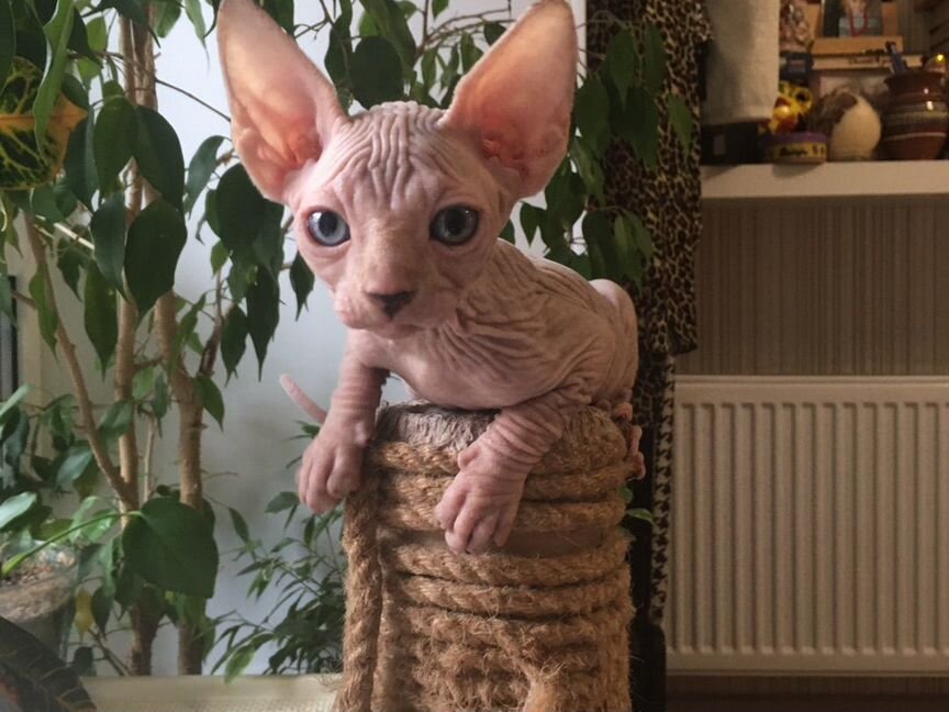 Канадский сфинкс котенок